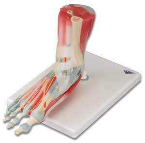 3D Anatomical Foot Models & Human Foot Anatomy Model